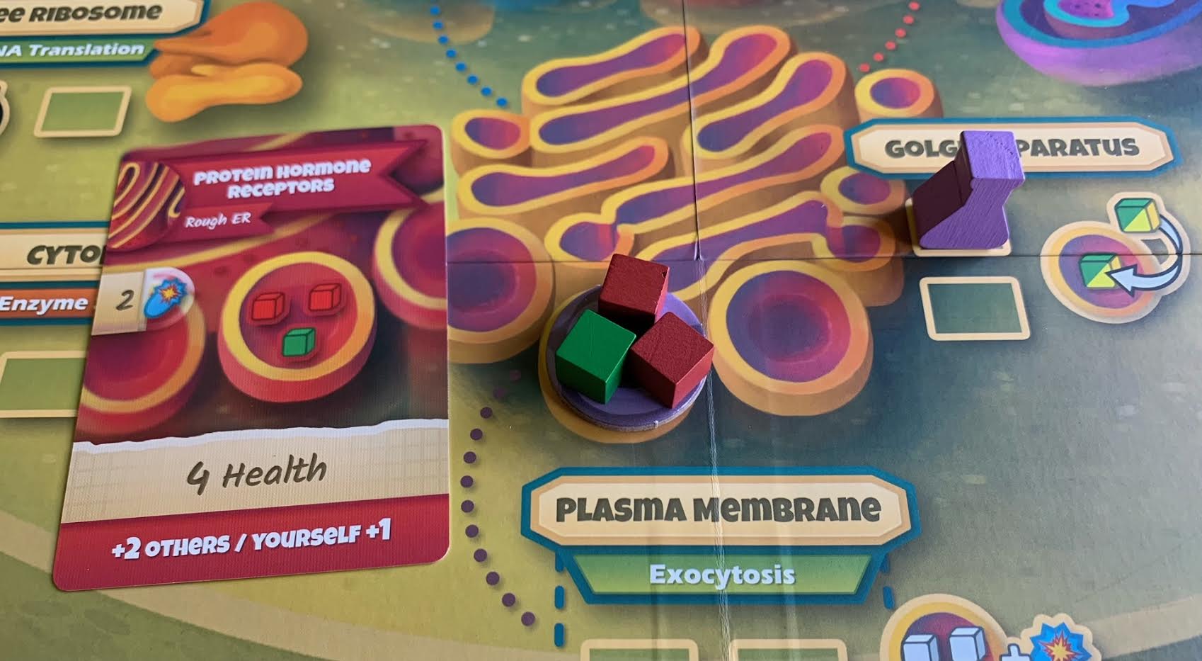 Review – Cytosis: A Cell Biology Board Game - Geeks Under Grace