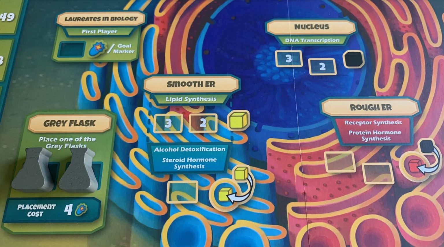 Review – Cytosis: A Cell Biology Board Game - Geeks Under Grace