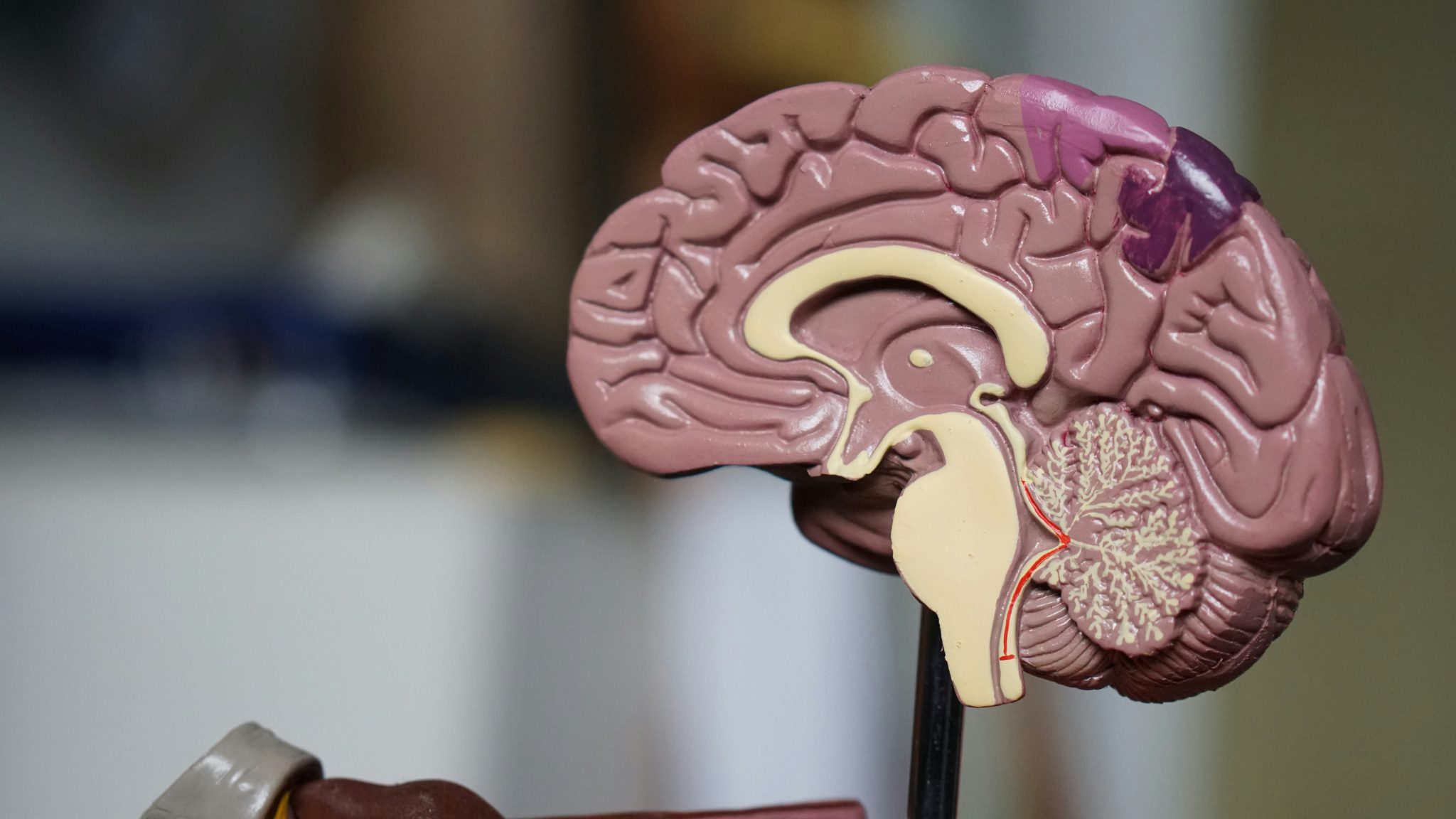 The Brain in the Bible - Geeks Under Grace